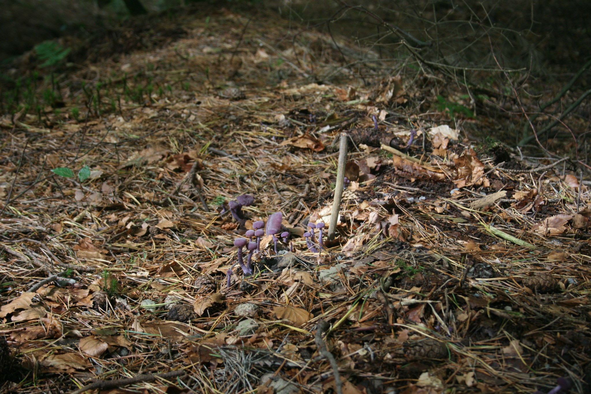 Laccaria amethystina, Amethyst Deceivers – Mushroomination