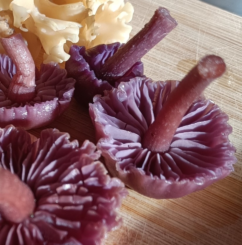 Laccaria amethystina, Amethyst Deceivers – Mushroomination