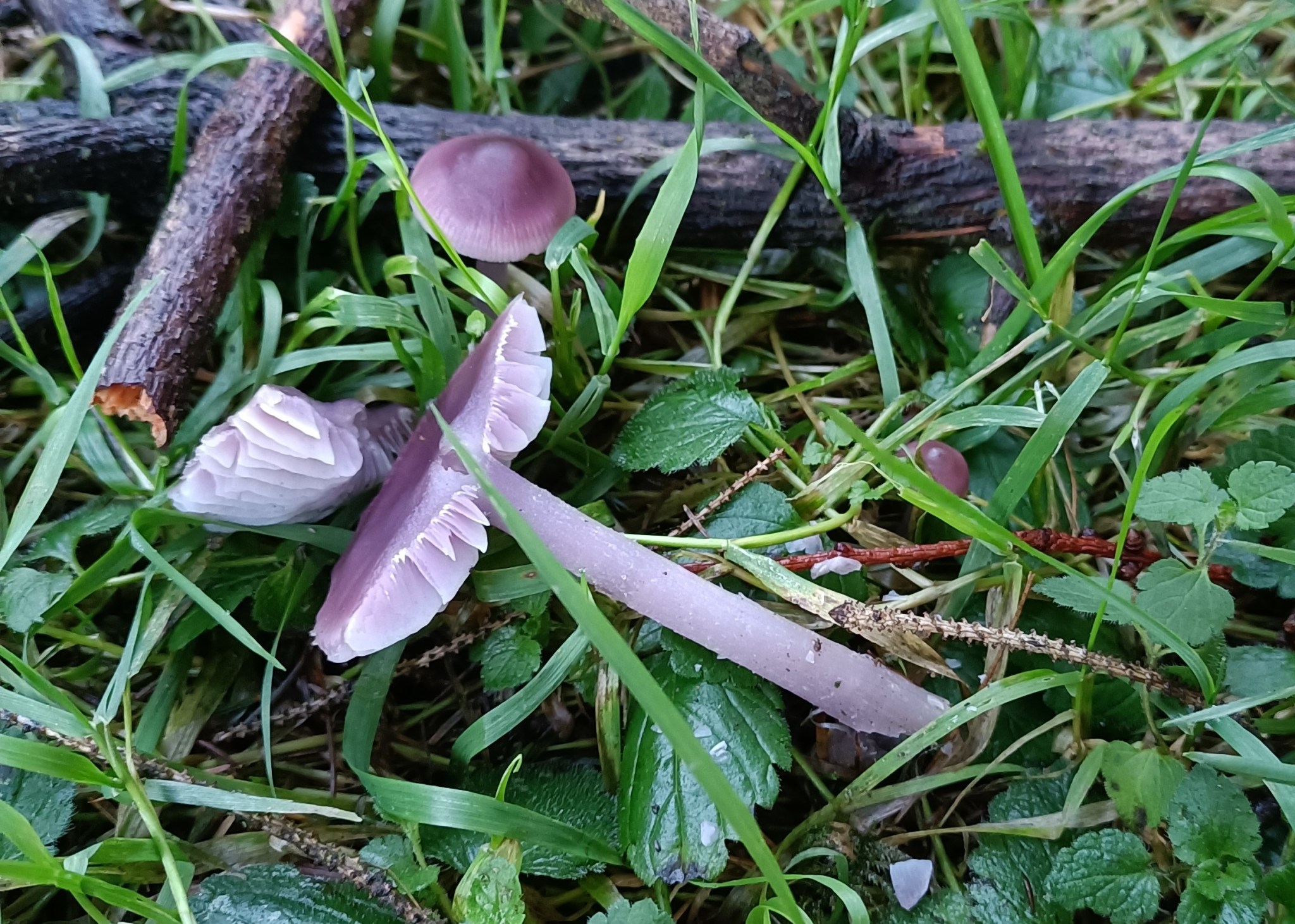 Laccaria amethystina, Amethyst Deceivers – Mushroomination