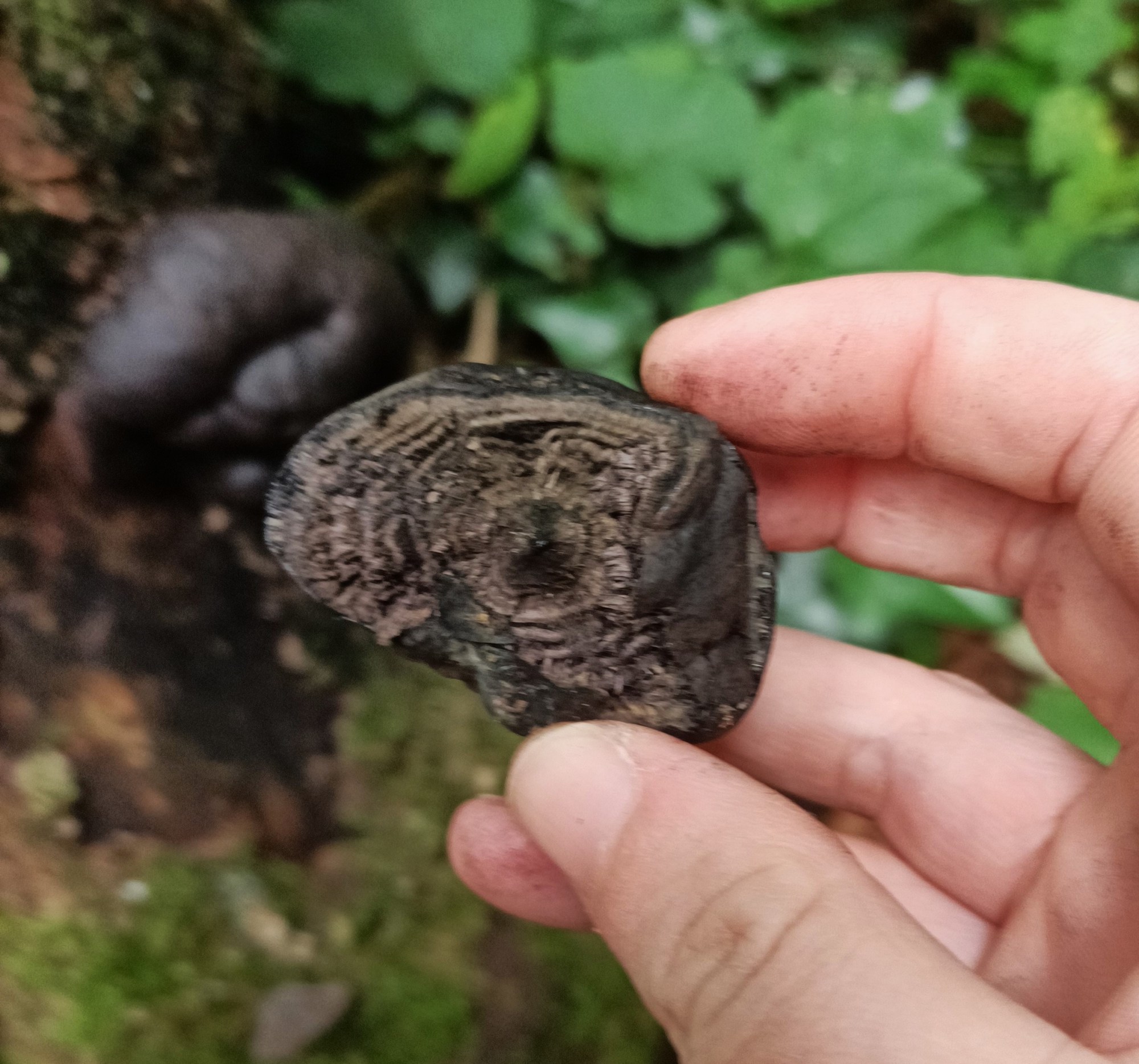 Daldinia Concentrica, King Alfred’s Cakes, Cramp Balls – Mushroomination